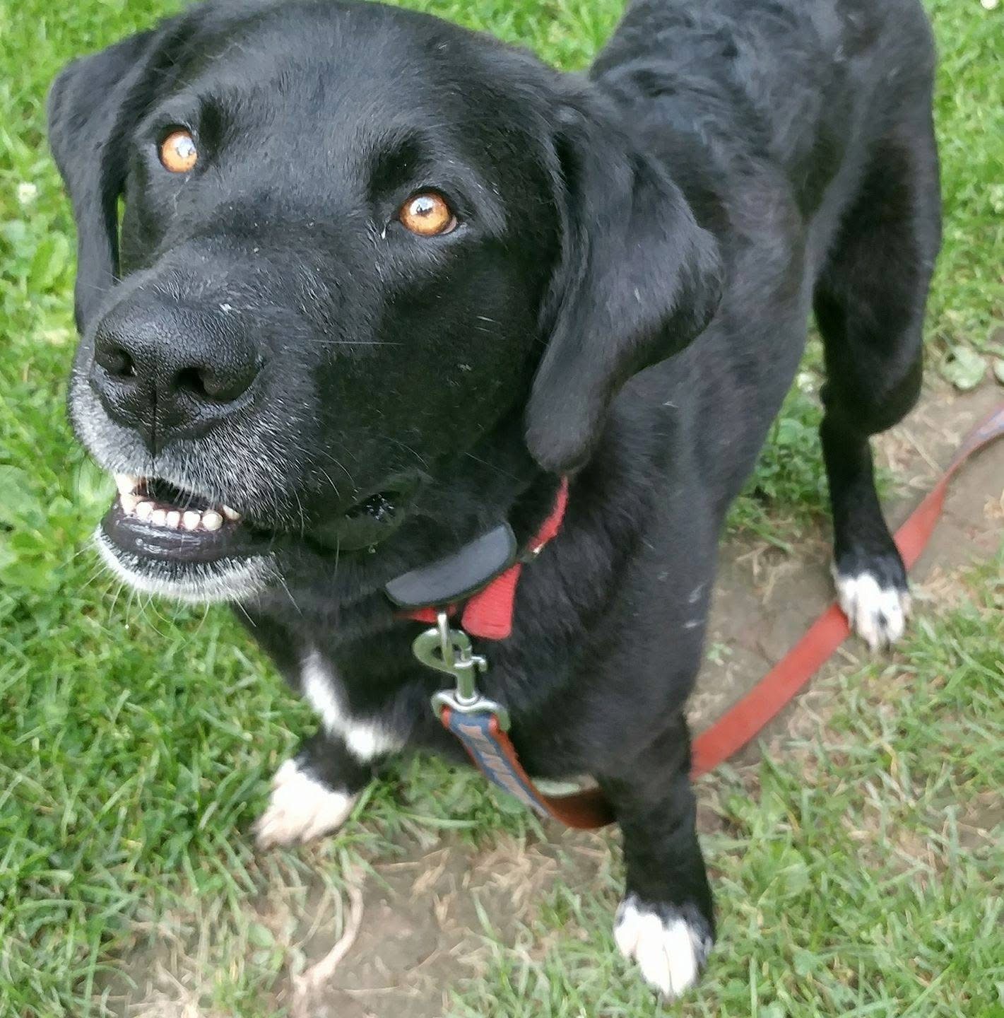 Local Resources – Laura's Hope Rescue